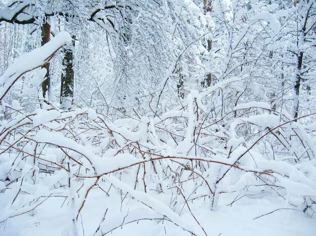 Cold Tolerant Species – DNRC Montana Conservation Seedling Nursery