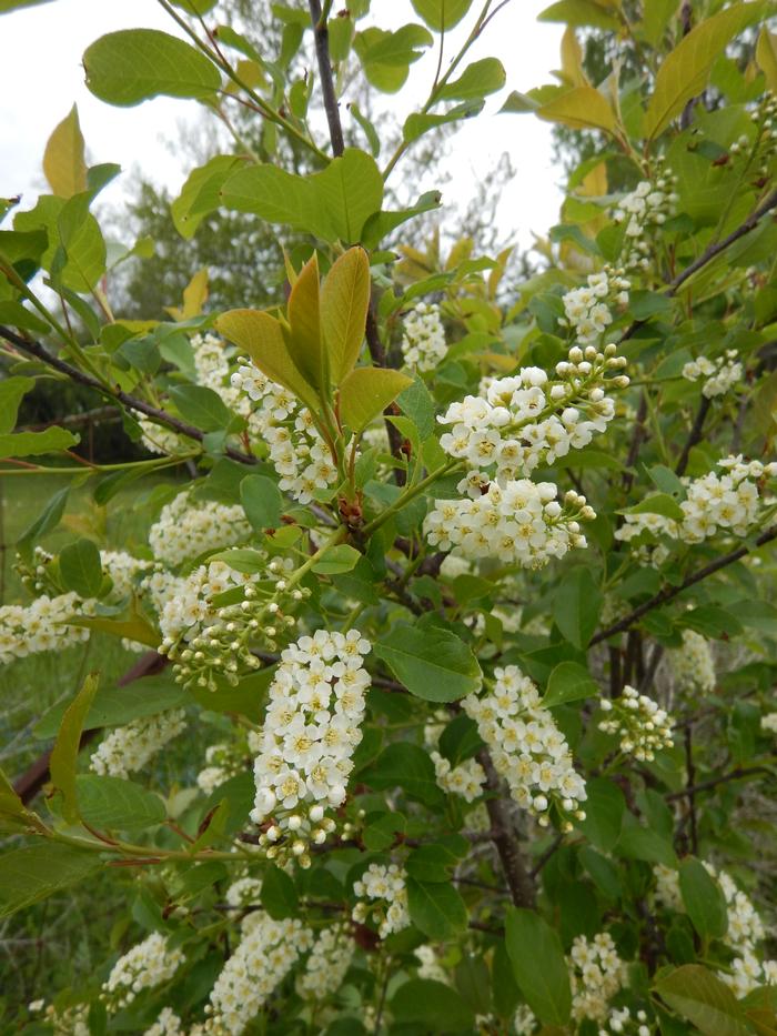 Canada Red Chokecherry – DNRC Montana Conservation Seedling Nursery