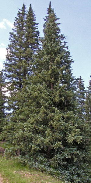 Engelmann Spruce – DNRC Montana Conservation Seedling Nursery