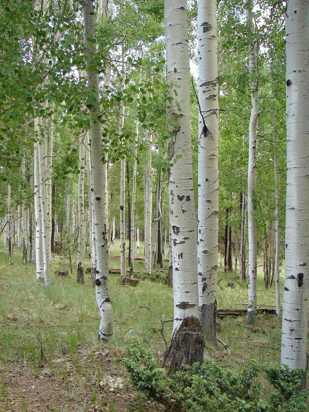 Native Species – DNRC Montana Conservation Seedling Nursery