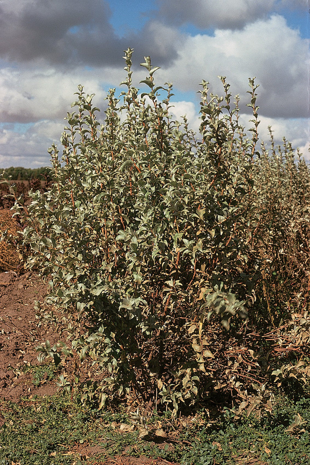 Silverberry – DNRC Montana Conservation Seedling Nursery