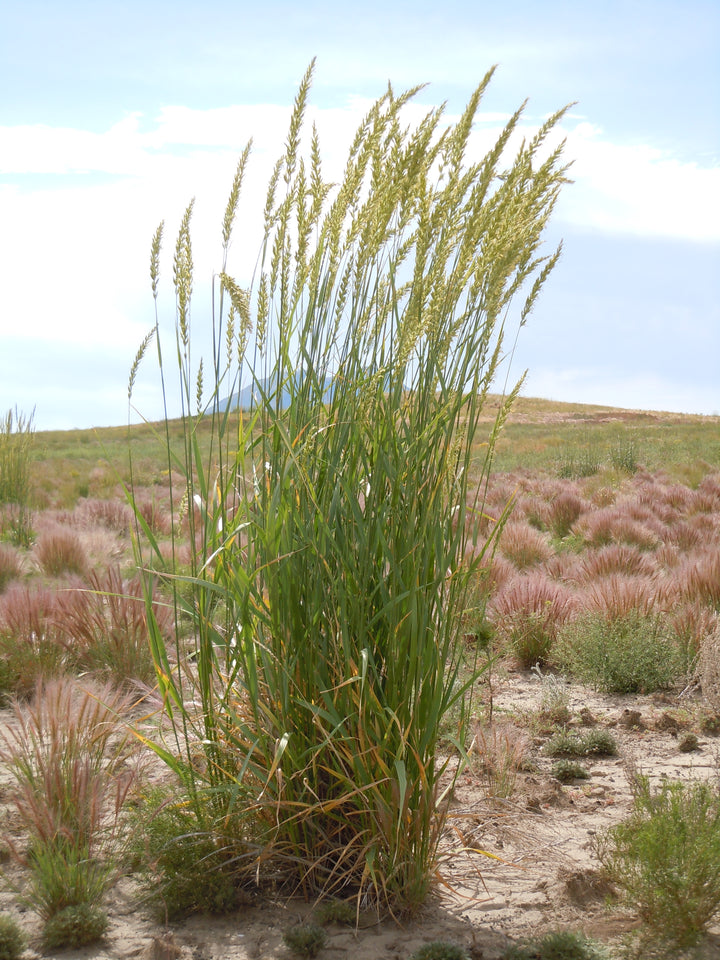 Products – DNRC Montana Conservation Seedling Nursery