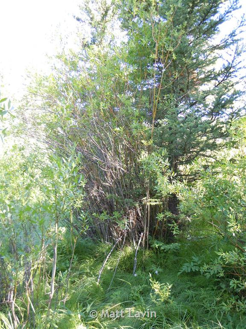 Booth Willow – DNRC Montana Conservation Seedling Nursery